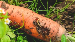 How to Plant, Grow, and Care for 'Chantenay' Carrots