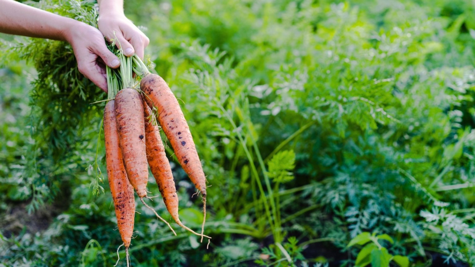 13 Traditional Irish Crops to Plant in Honor of St. Patrick's Day