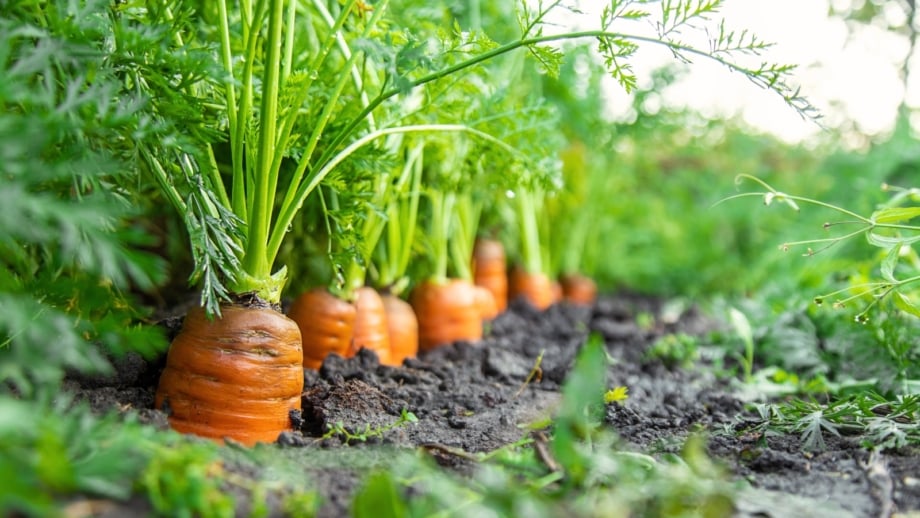 How to Plant, Grow, and Care for 'Scarlet Nantes' Carrots