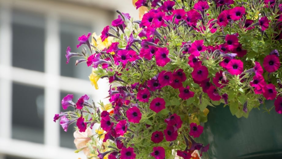 How to Plant, Grow, and Care for Wave Petunias