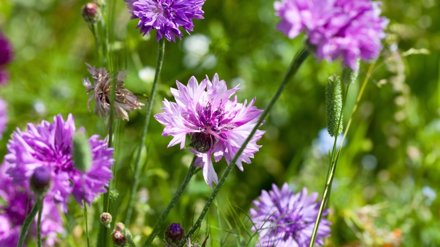 15 Annual Flowers That Bloom in Early Spring