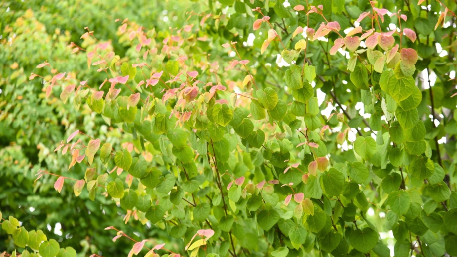 25 Perennials with Stunning Color-Changing Foliage Through the Seasons