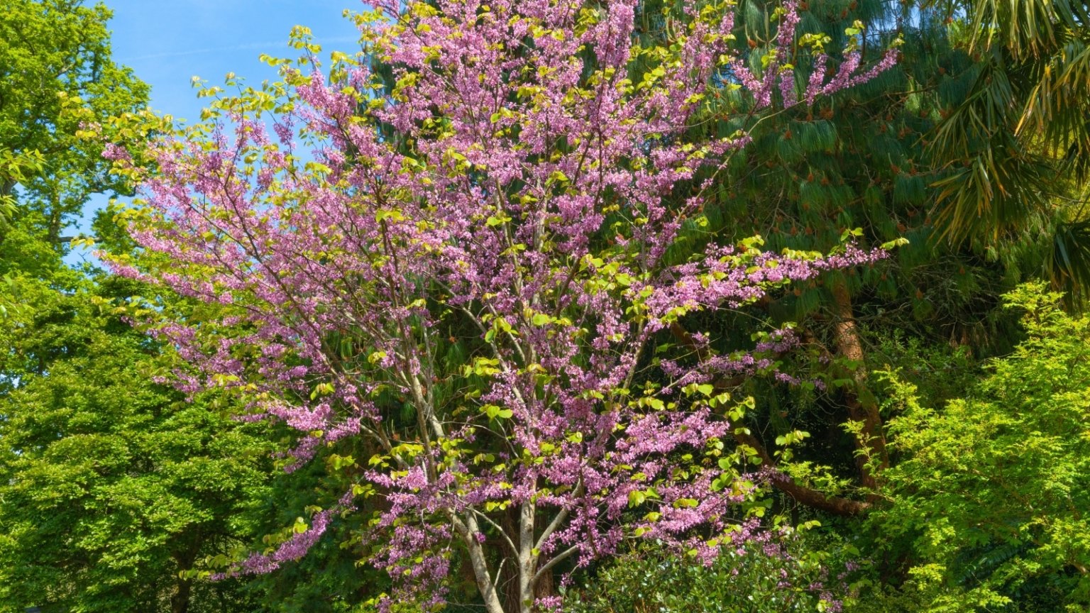 How to Plant, Grow, and Care for 'Forest Pansy' Redbud Trees