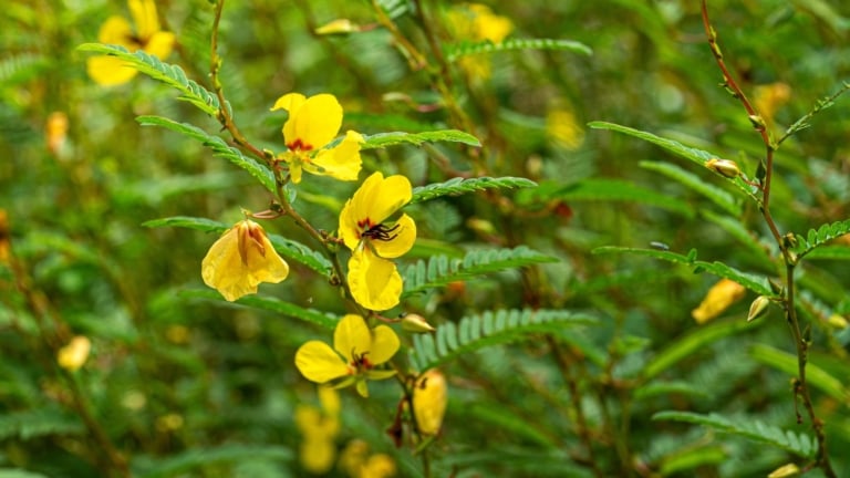 17 Native Wildflowers for Carolina Gardens