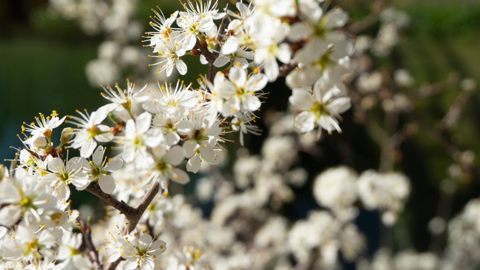 15 North American Native Plum Varieties With Ornamental Spring Flowers