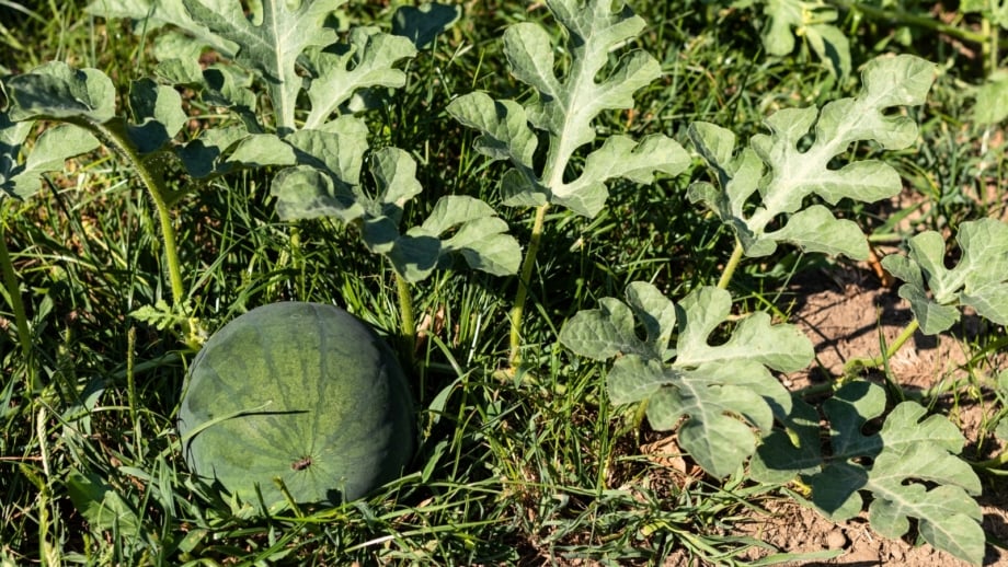 13 Vegetables You Should Plant In April