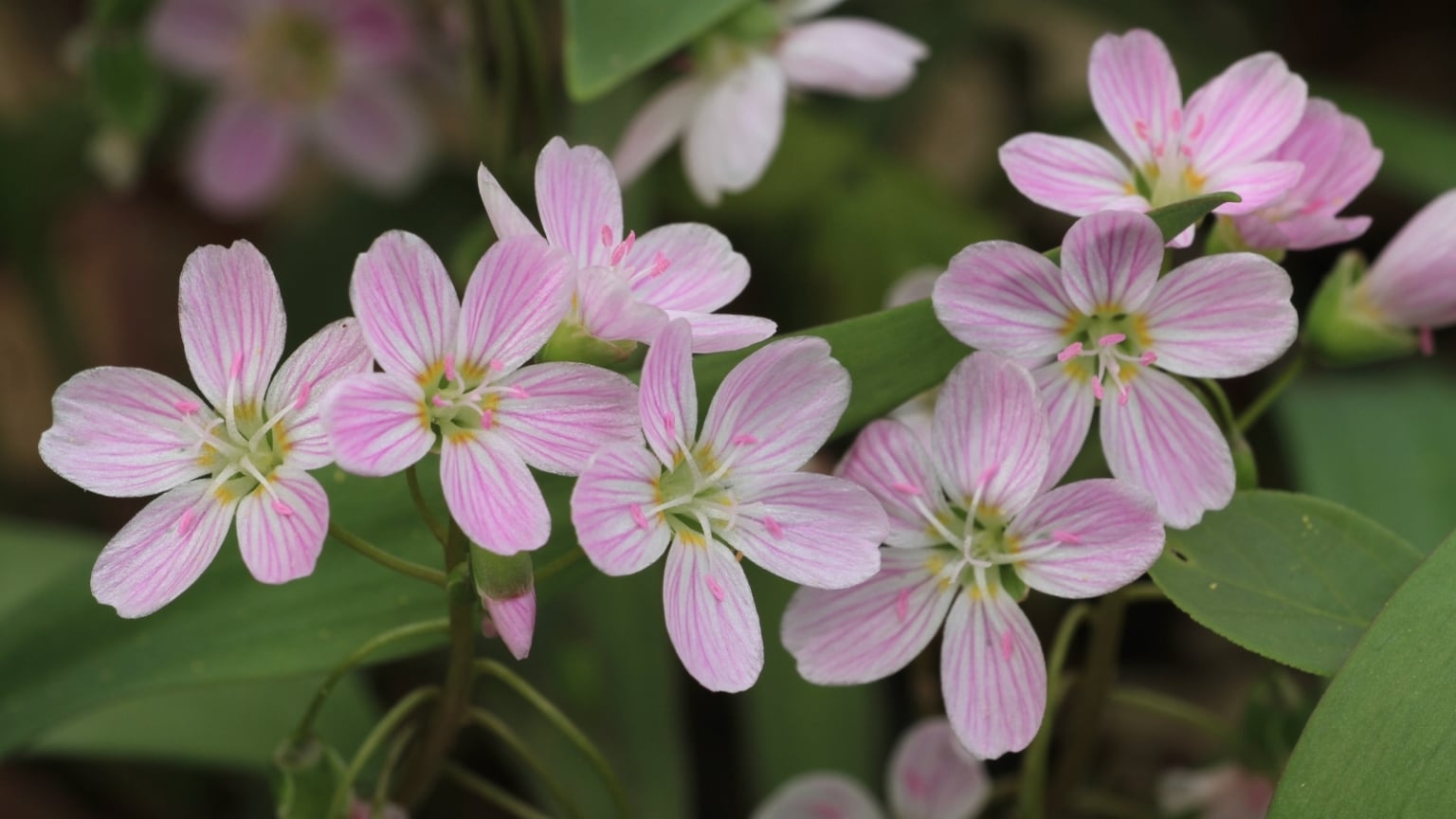 21 Native Wildflowers for Michigan Gardens