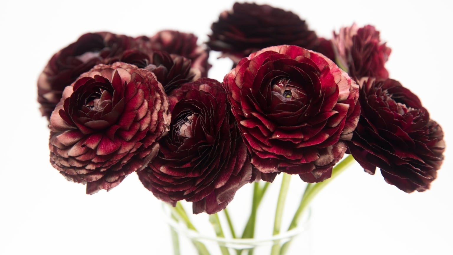 17 Dreamy Ranunculus Varieties to Grow This Spring