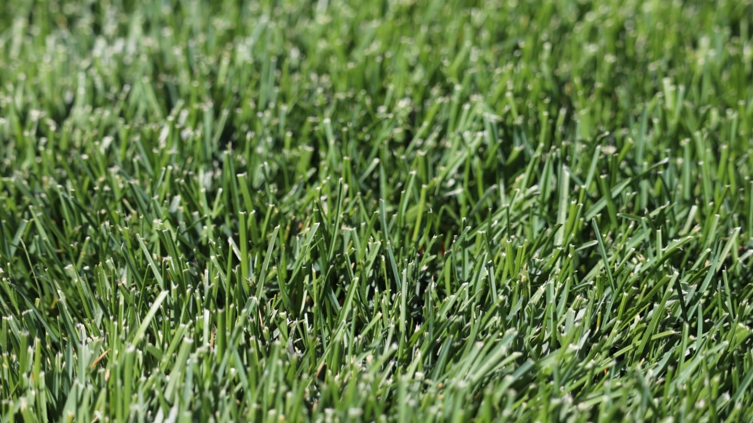Rye Cover Crop: Winter Ground Covers