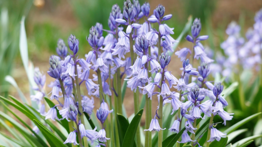 How to Plant, Grow, and Care For Bluebells