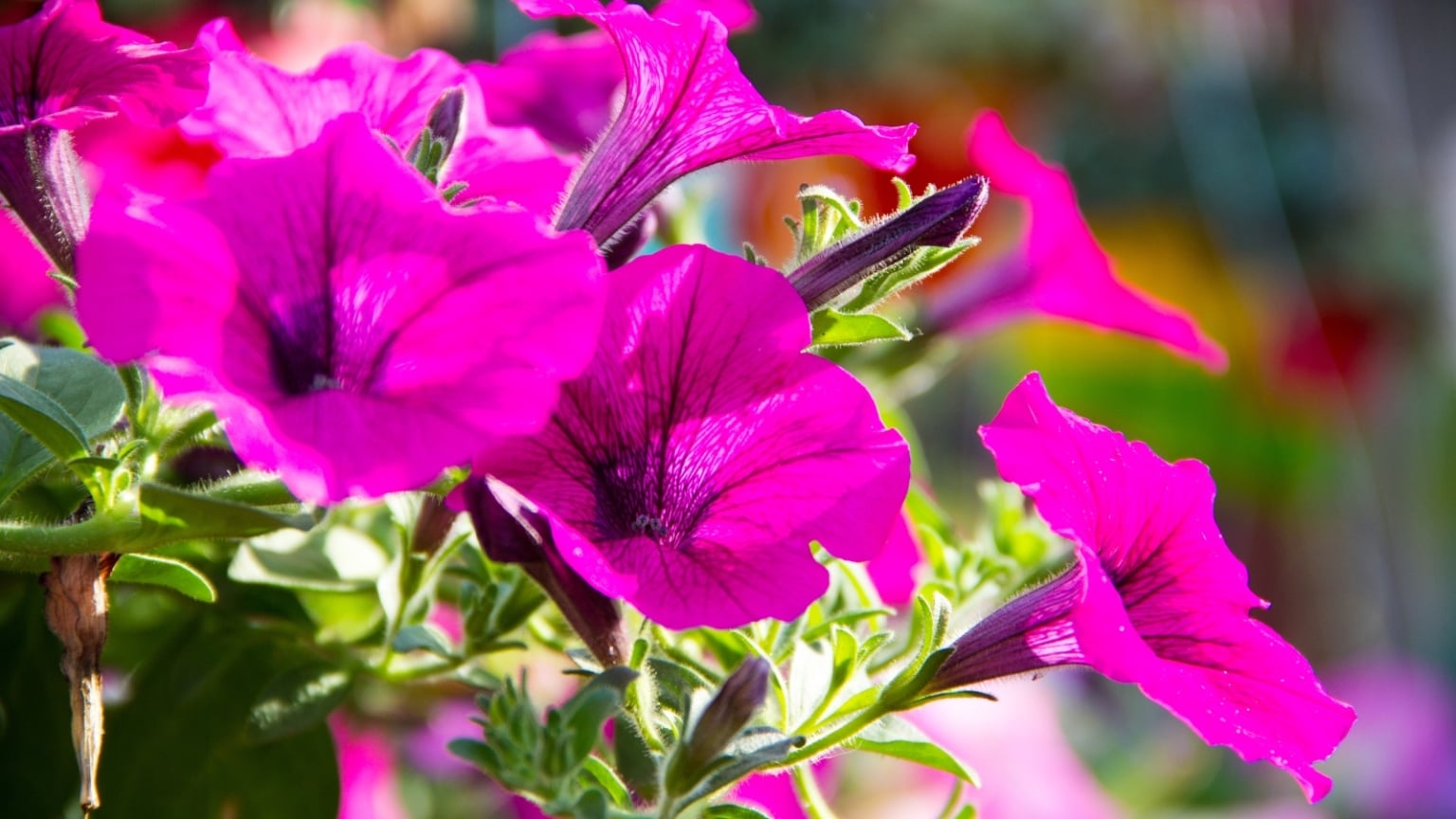 How to Plant, Grow, and Care for Wave Petunias
