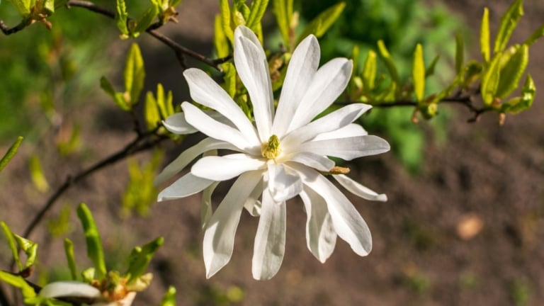 How to Plant, Grow, and Care for Star Magnolia Trees