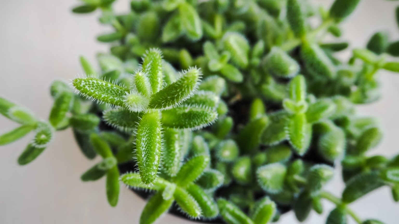 How to Plant, Grow, and Care for Pickle Plants