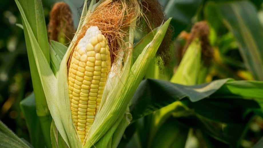 5 Types Of Corn And How to Use Them - Epic Gardening