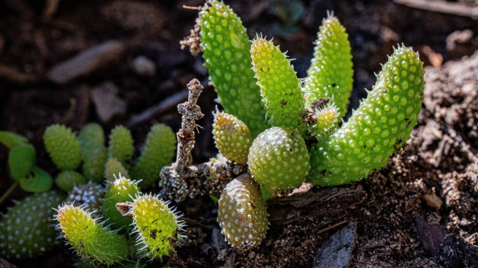 How to Plant, Grow, and Care for Pickle Plants