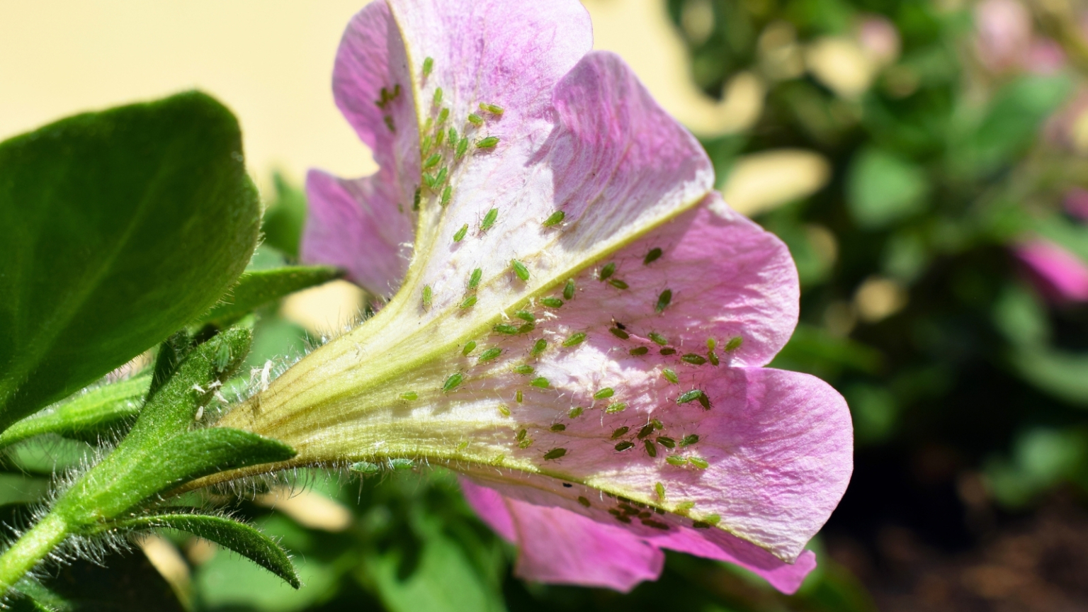 How to Plant, Grow, and Care for Supertunias