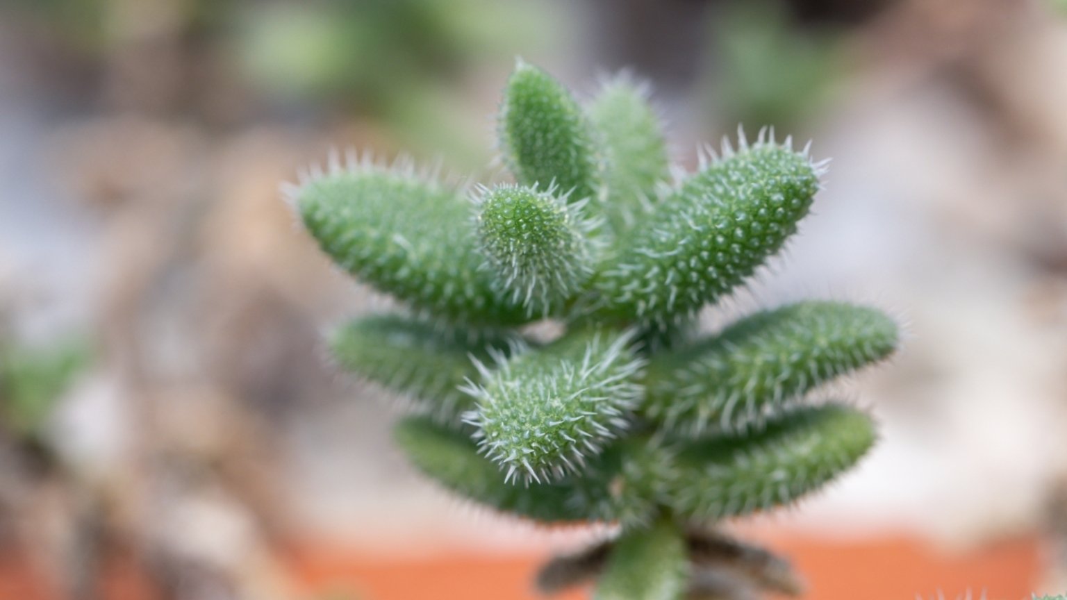 How to Plant, Grow, and Care for Pickle Plants