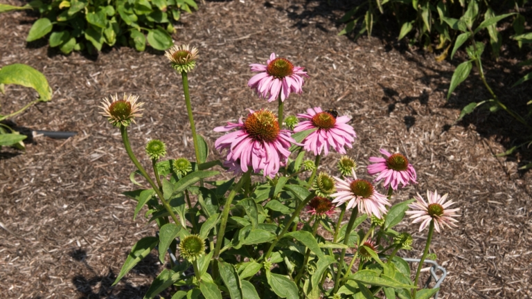 15 Flowers To Plant in April