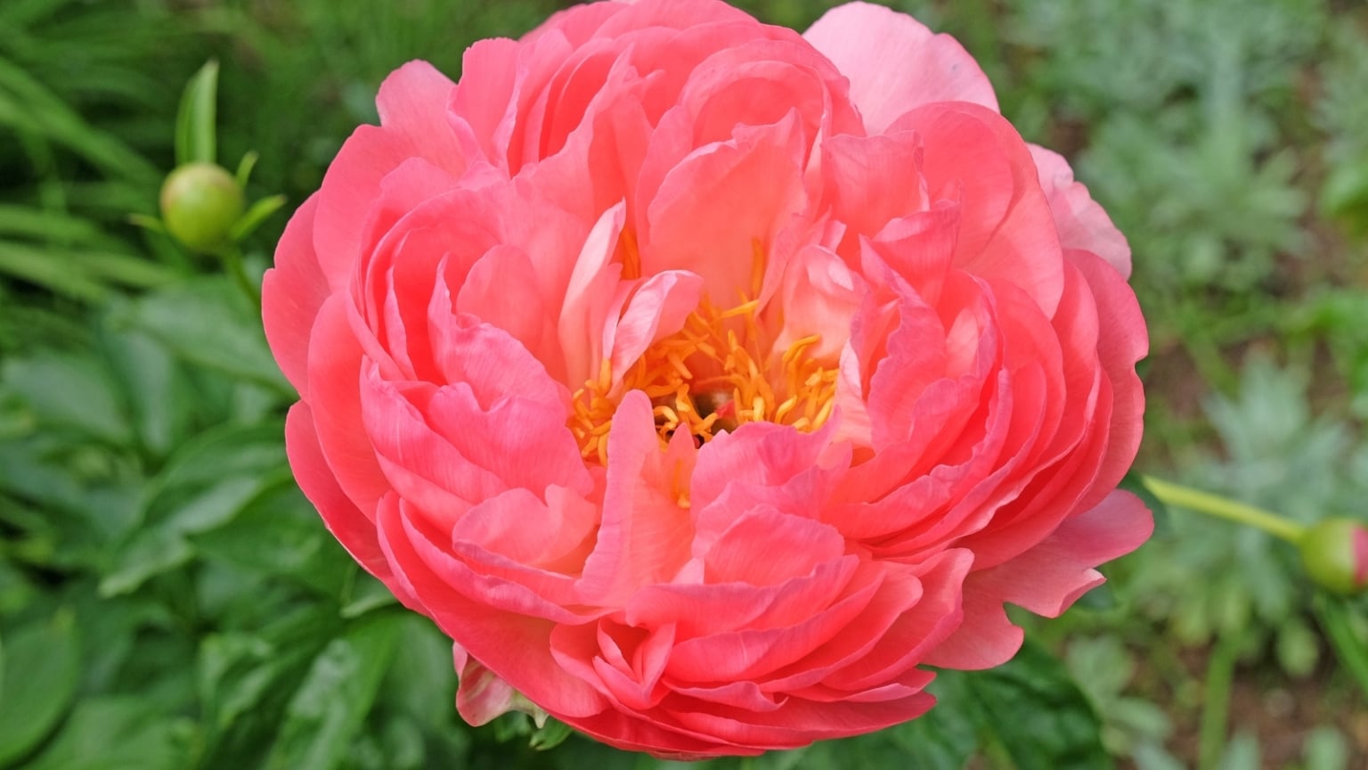 11 Early-Blooming Peonies for Your Spring Garden