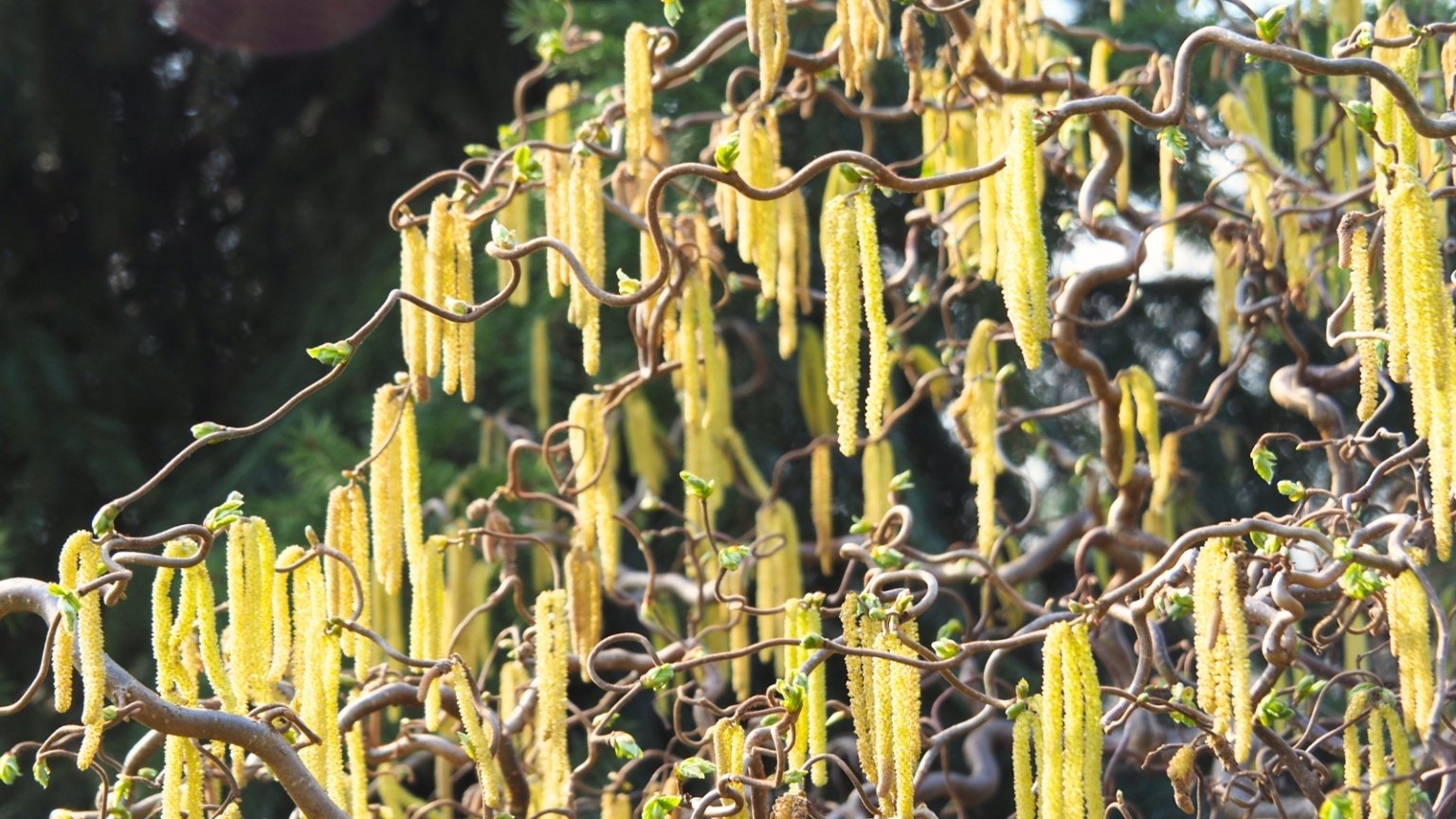 How to Plant, Grow, and Care for Contorted Hazelnut Trees