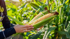 5 Types Of Corn And How to Use Them - Epic Gardening
