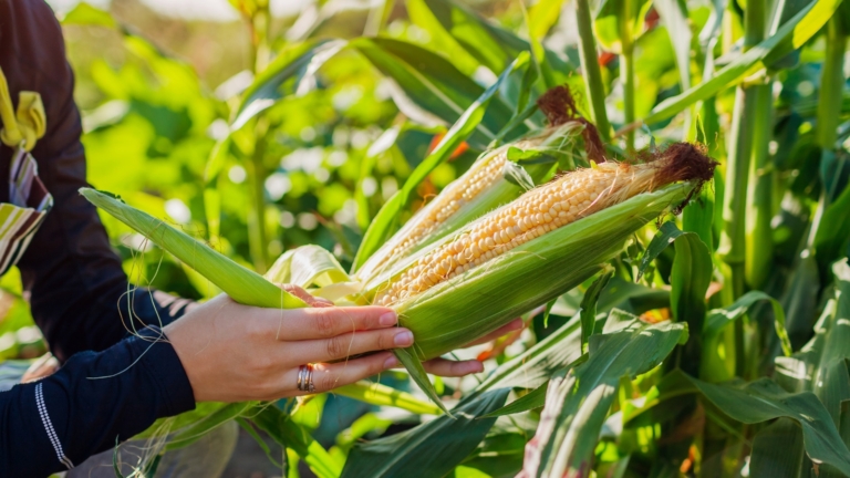 15 Best Vegetables to Grow in Your Survival Garden