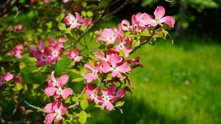 15 Early Spring Flowering Trees For Your Home Landscape