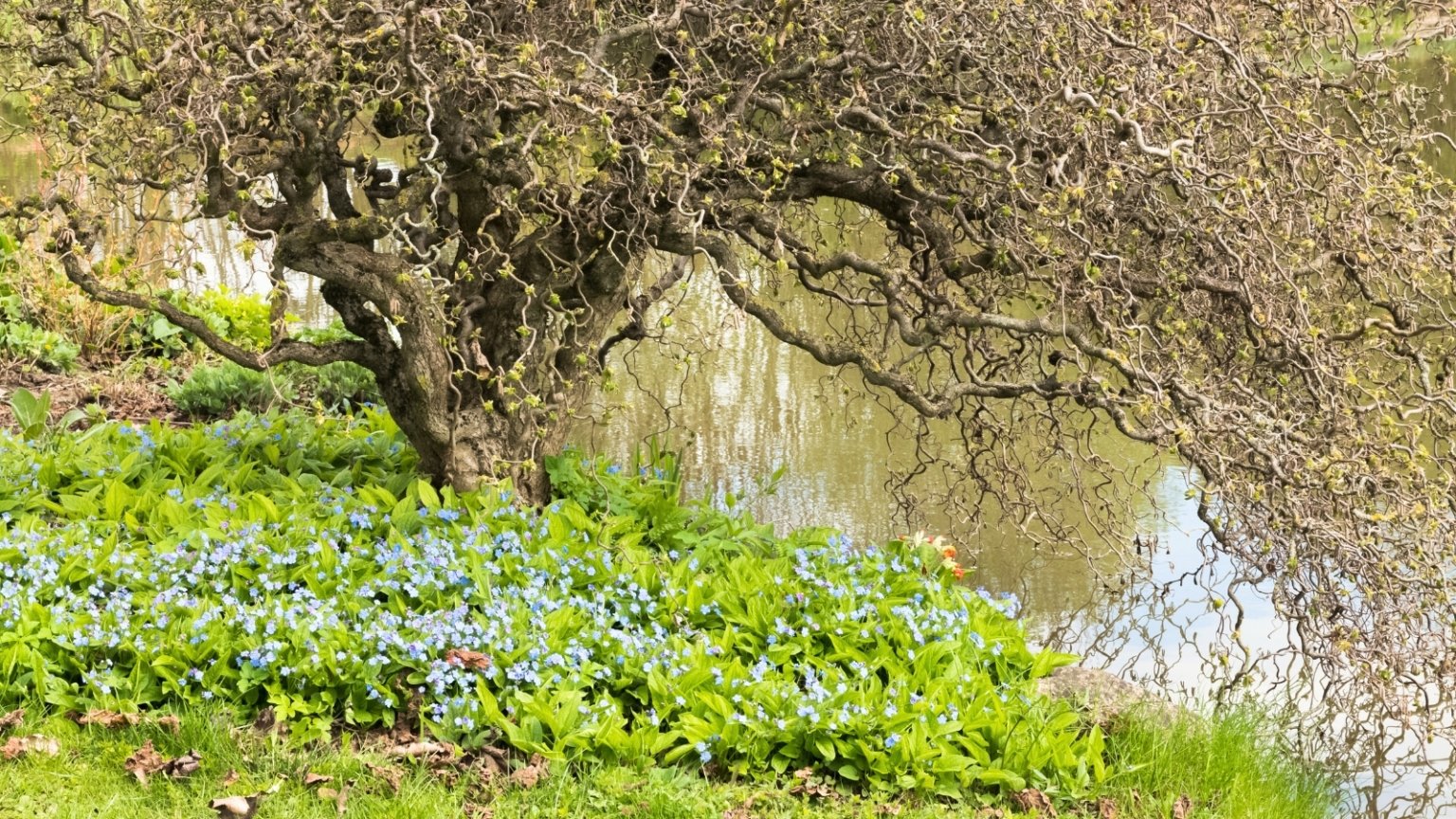 How to Plant, Grow, and Care for Contorted Hazelnut Trees