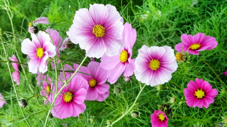 How to Plant, Grow, and Care For Cosmos Flowers