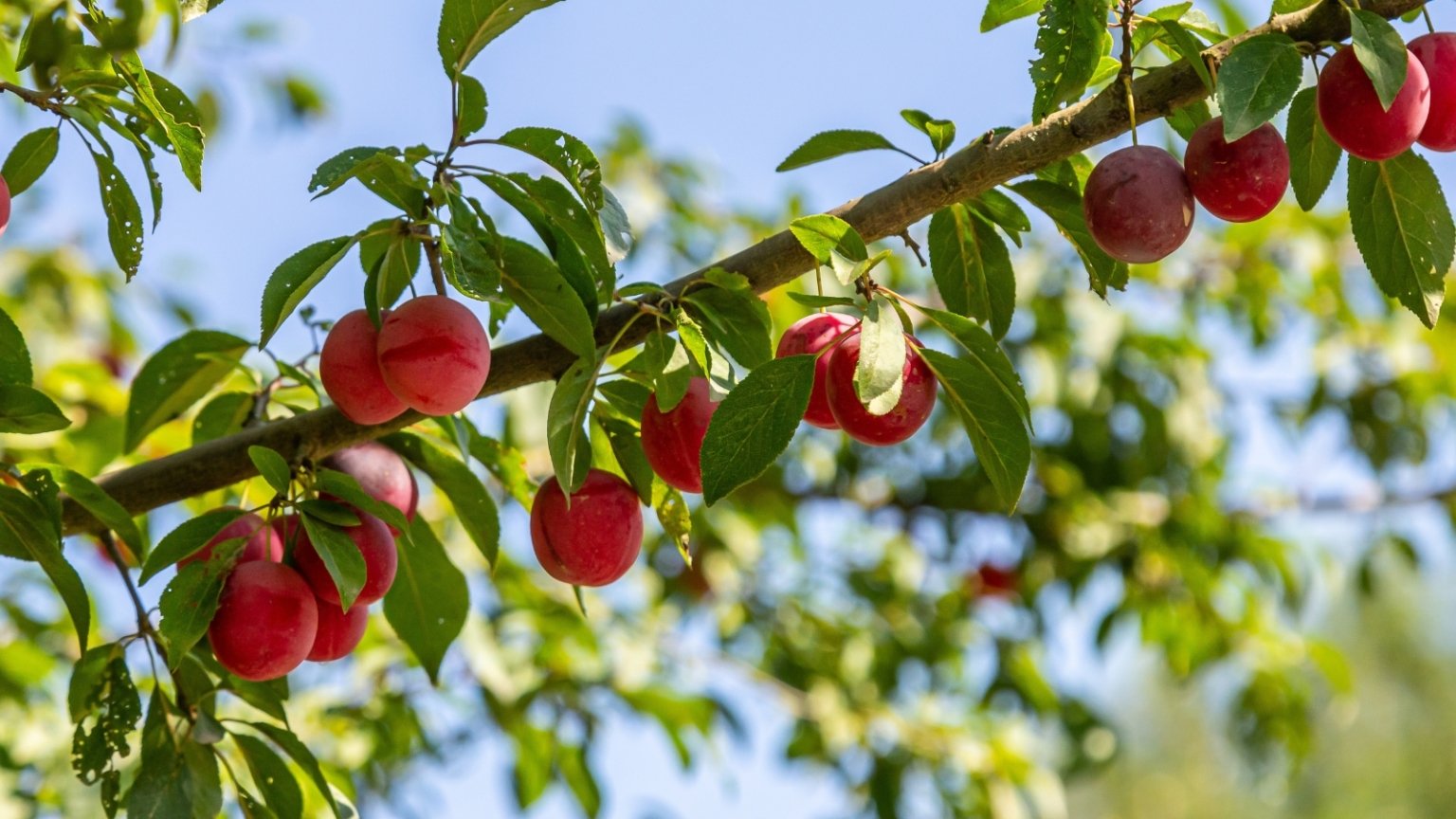 15 North American Native Plum Varieties With Ornamental Spring Flowers