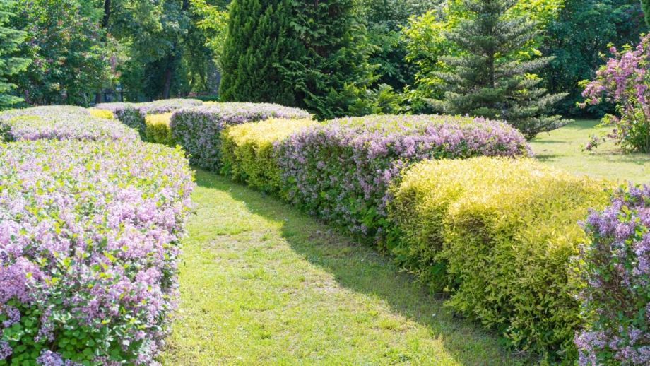 How to Rejuvenate an Overgrown Hedge: 7 Pruning Tips