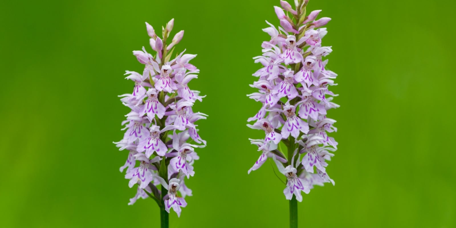 11 Interesting Plants Native to Ireland That You Can Grow at Home