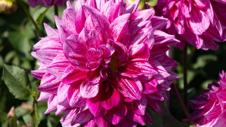 21 Best Summer Bulbs to Plant in March