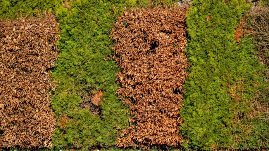 How to Rejuvenate an Overgrown Hedge: 7 Pruning Tips