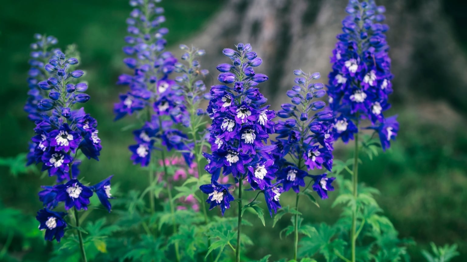 11 Best Perennial Delphinium Varieties to Grow This Year