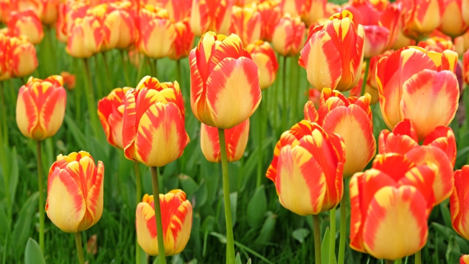 11 Pro Tips for Getting Your Tulips to Rebloom