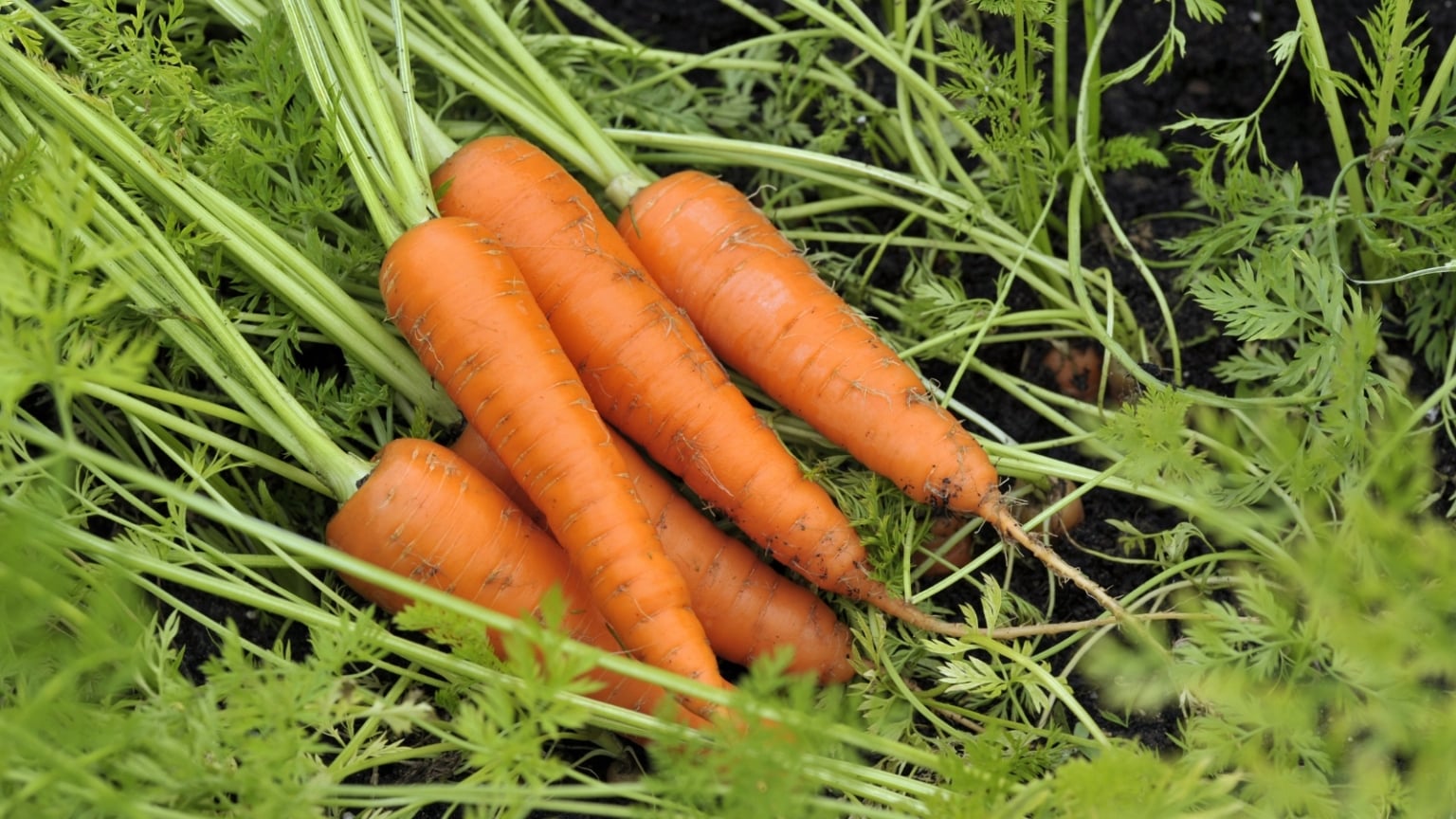 Our 9 Favorite Carrots For Fresh Eating