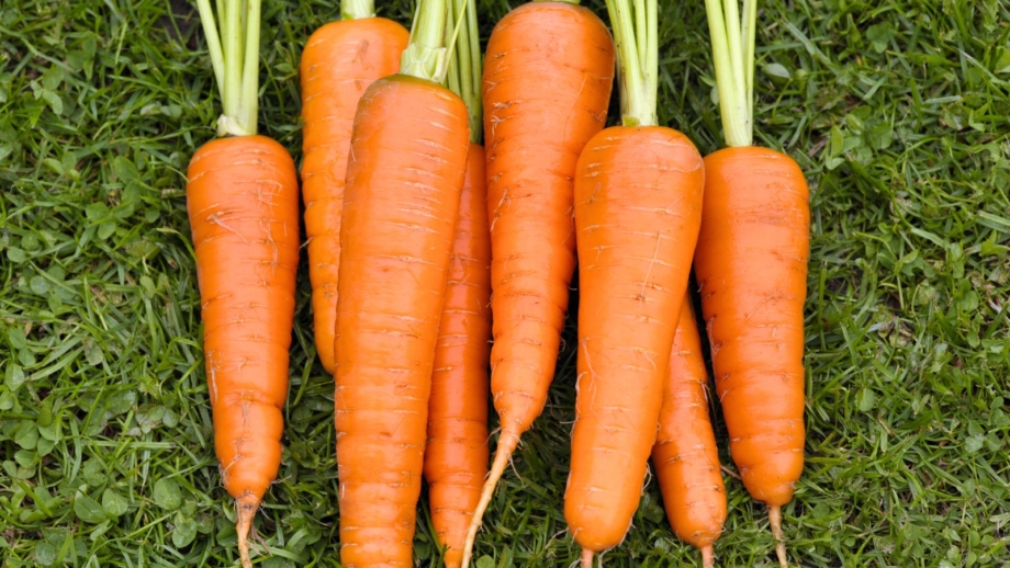 Our 9 Favorite Carrots For Fresh Eating