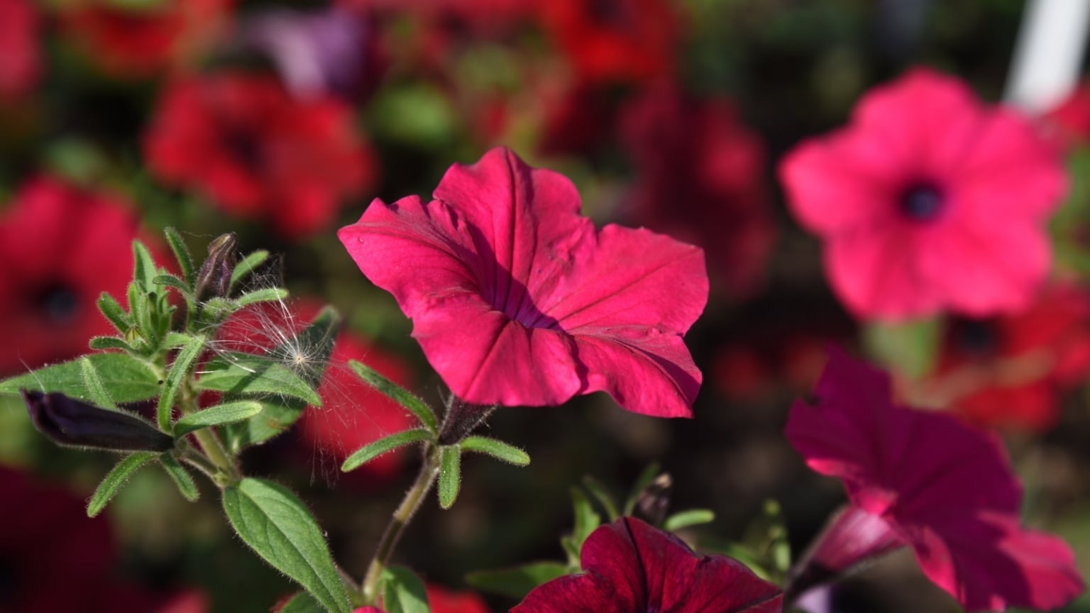 How to Plant, Grow, and Care for Wave Petunias