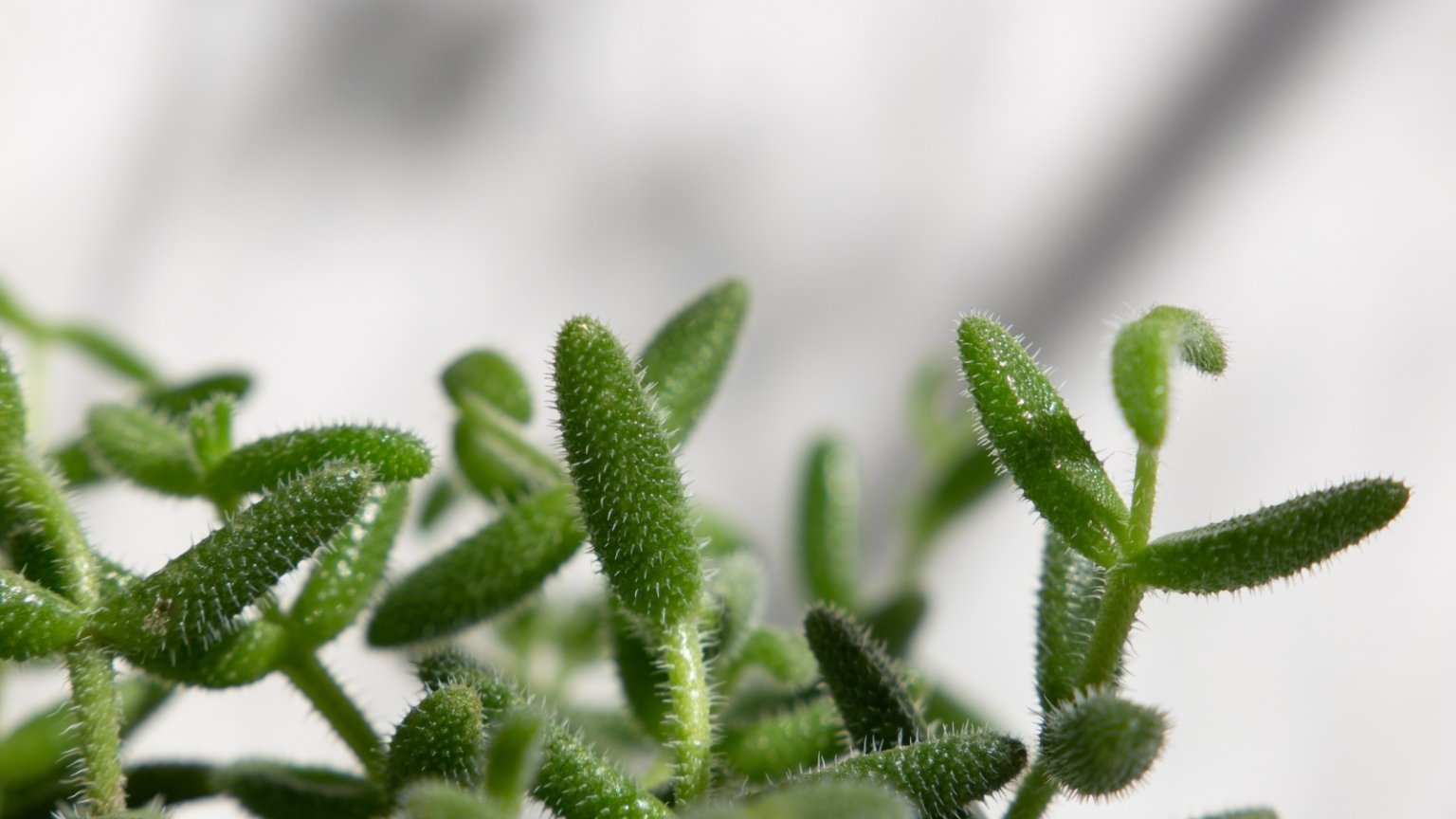 How to Plant, Grow, and Care for Pickle Plants