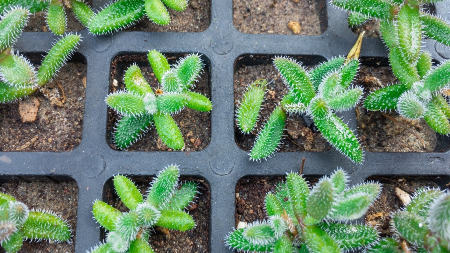 How to Plant, Grow, and Care for Pickle Plants