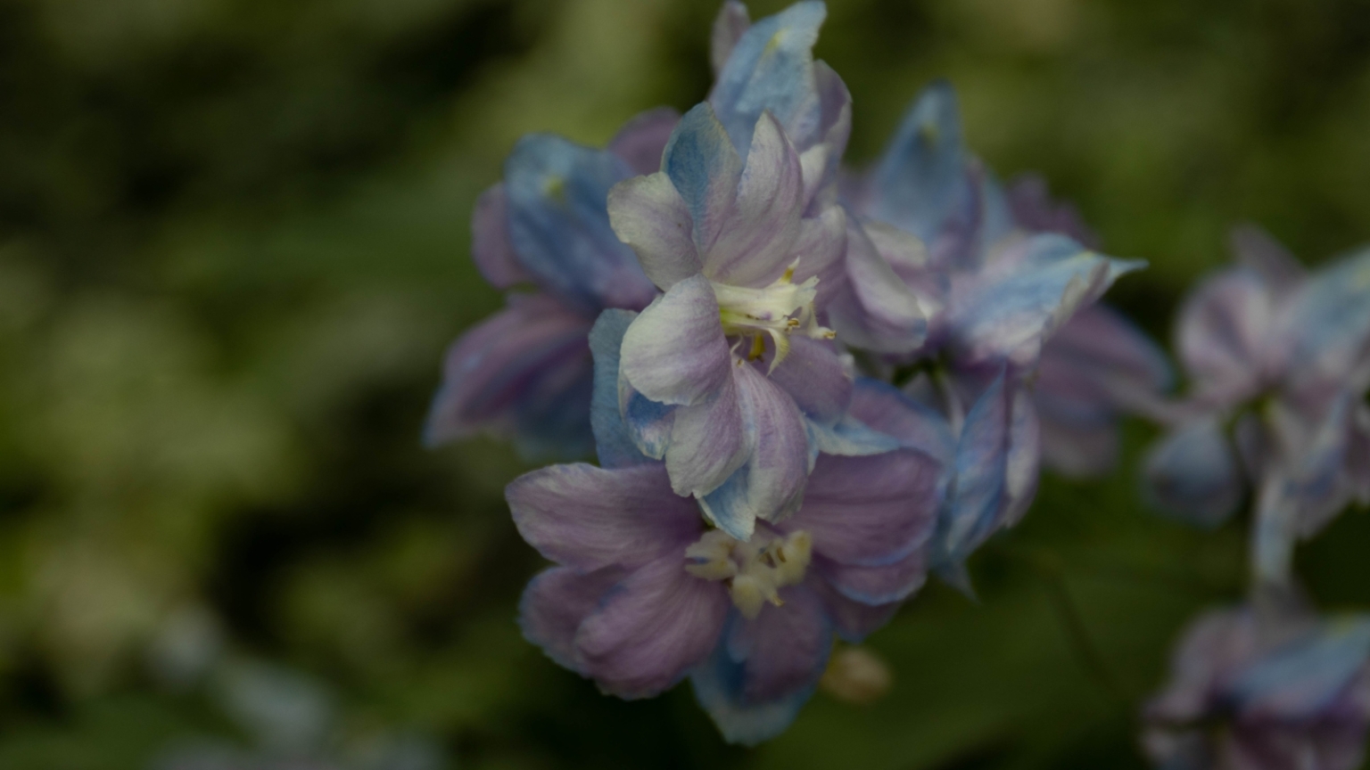 15 Flowers To Plant in April