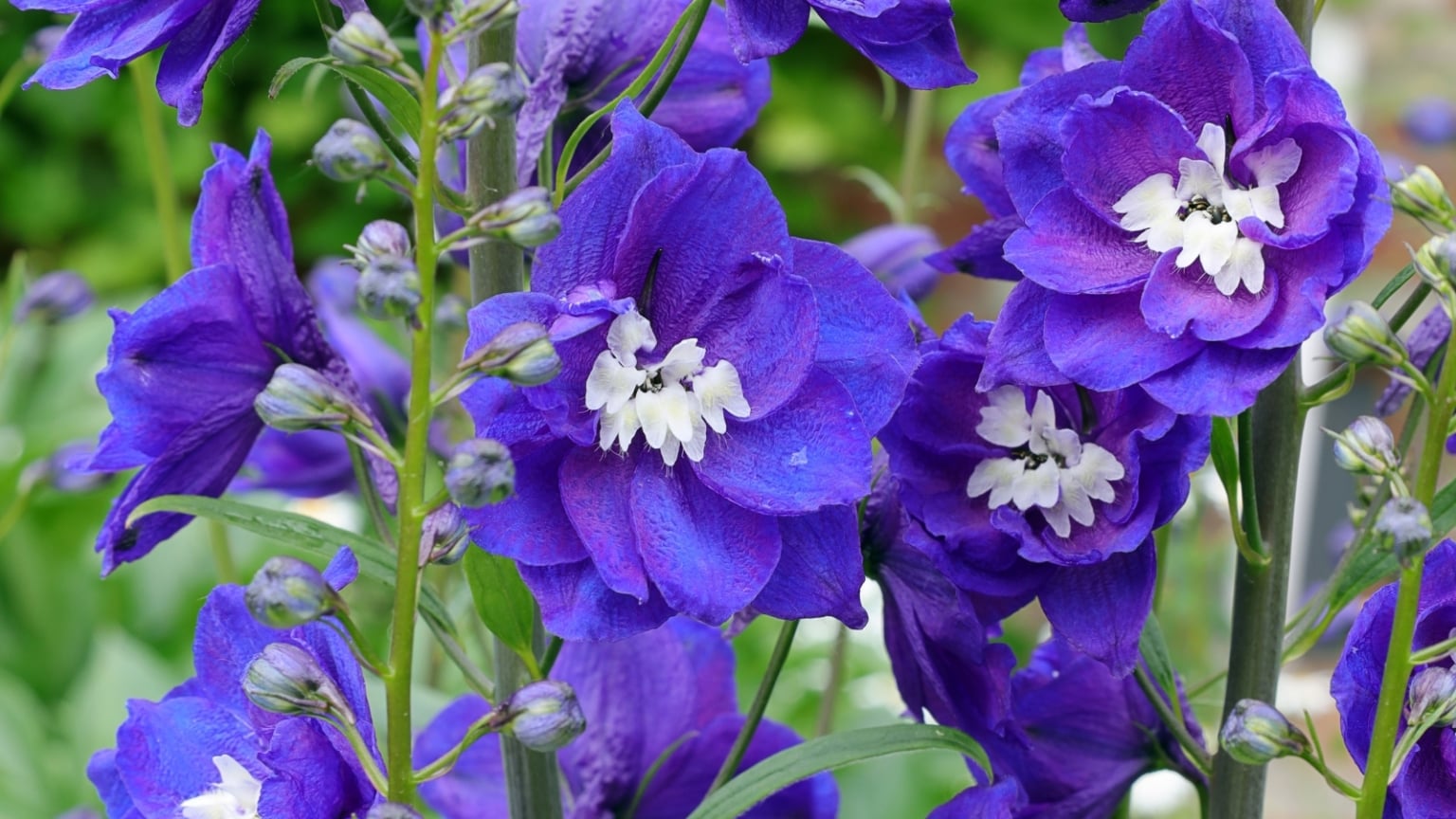 13 Beautiful Blue Delphinium Varieties to Plant This Season