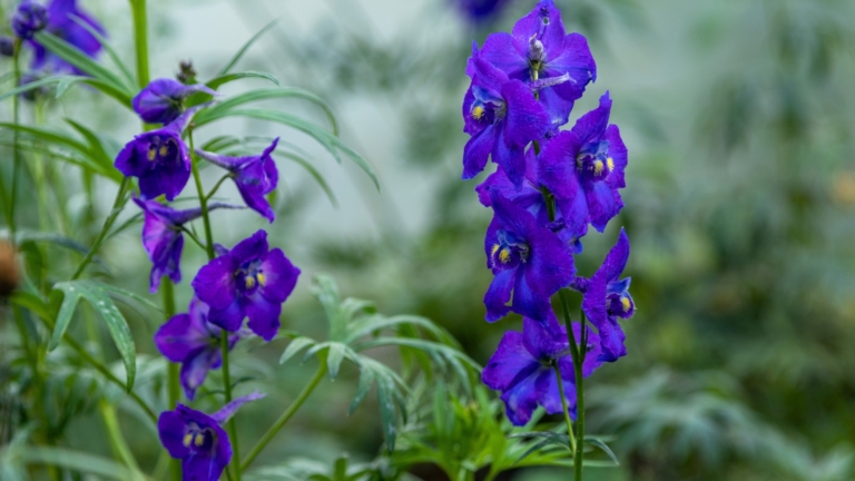 13 Beautiful Blue Delphinium Varieties to Plant This Season