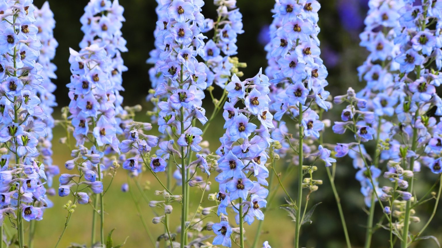 11 Best Perennial Delphinium Varieties to Grow This Year