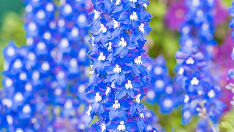 13 Beautiful Blue Delphinium Varieties to Plant This Season