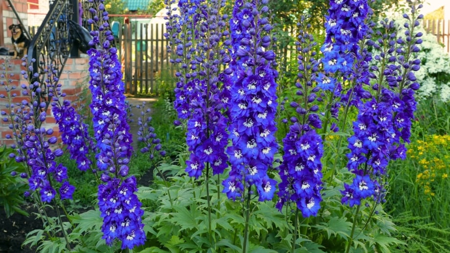13 Beautiful Blue Delphinium Varieties to Plant This Season