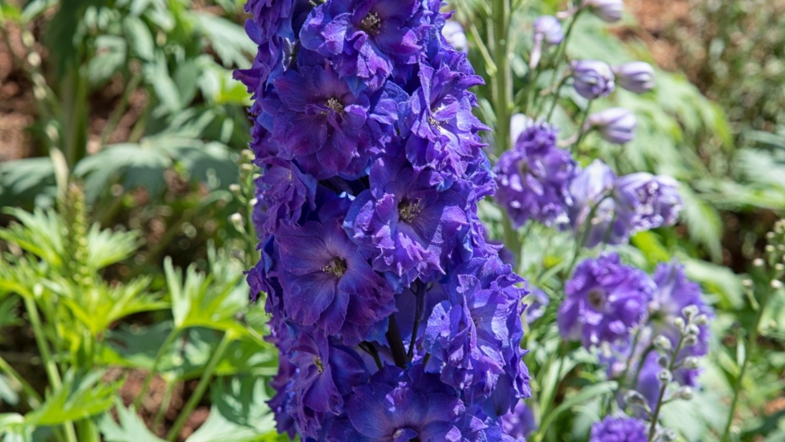 13 Beautiful Blue Delphinium Varieties to Plant This Season