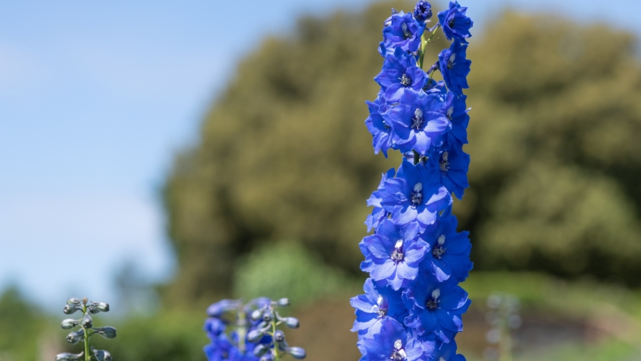 13 Beautiful Blue Delphinium Varieties to Plant This Season