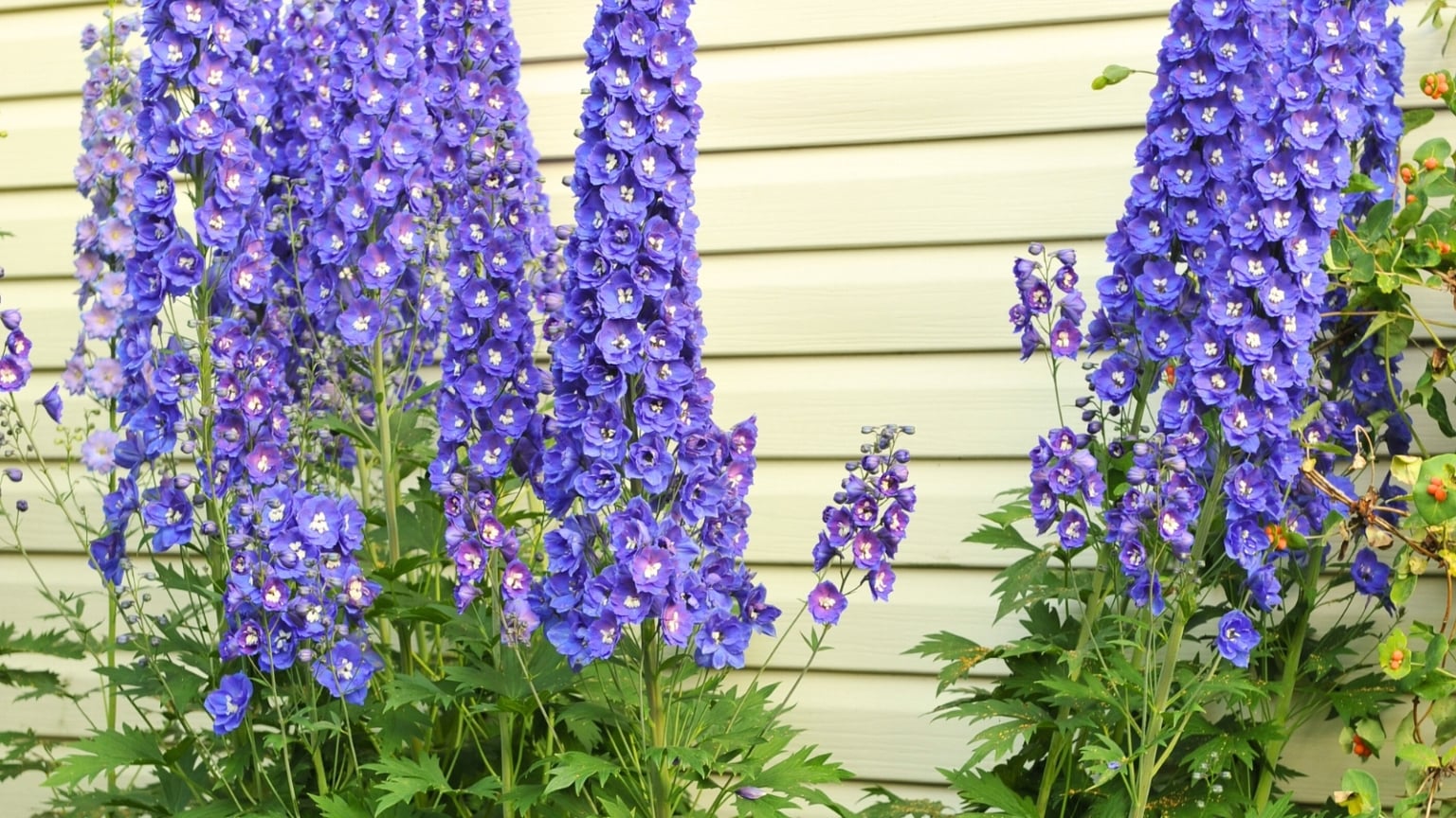 13 Beautiful Blue Delphinium Varieties to Plant This Season